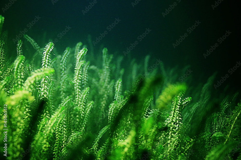 Underwater fish fresh water algae Stock Photo | Adobe Stock