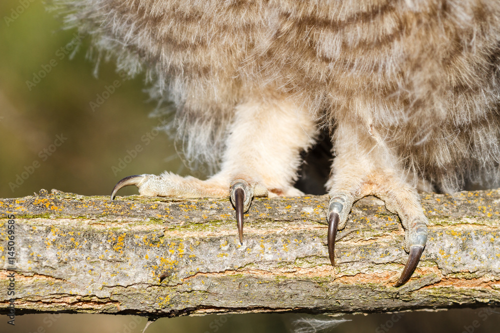 Asio otus. Patas y garras de Búho Chico joven. Stock-Foto | Adobe Stock