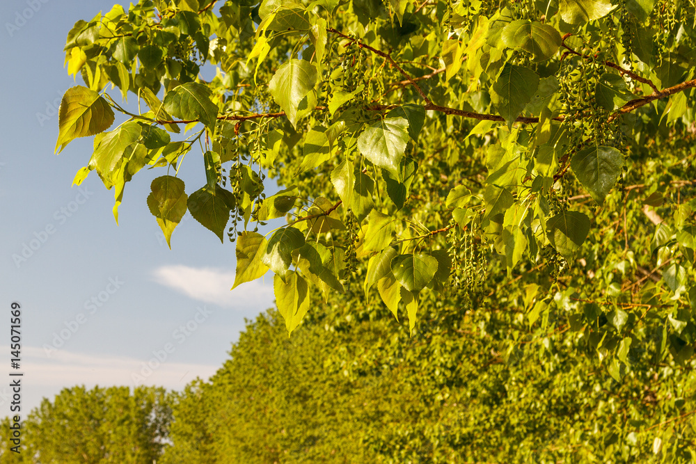 Ramas de chopo canadiense con hojas y racimos de frutos colgantes ...