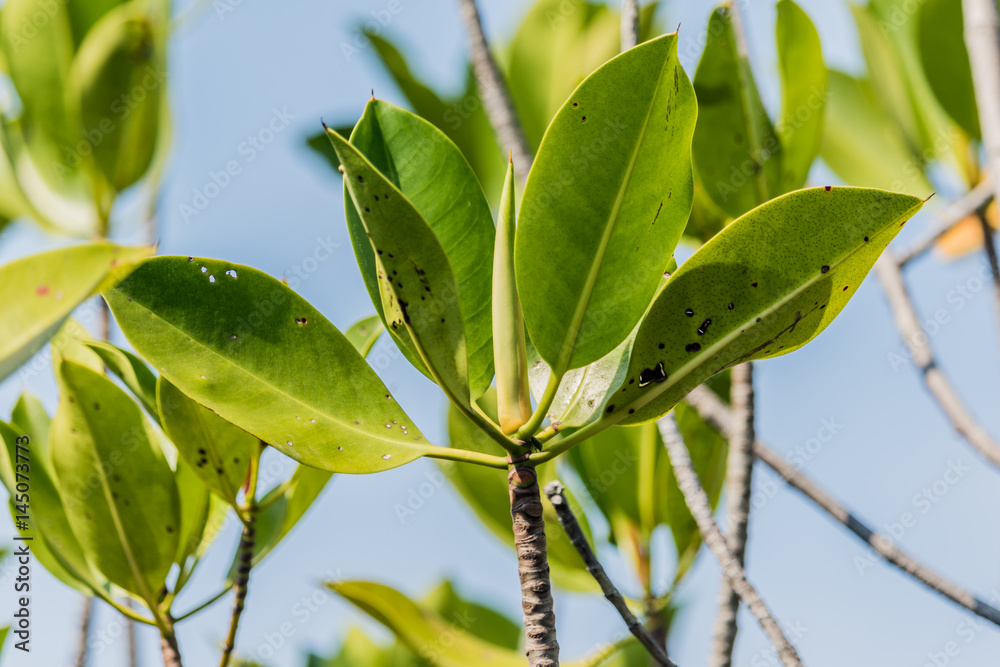 Mangroves stilt or prob roots in mangroves forest in Thailand. Stock ...