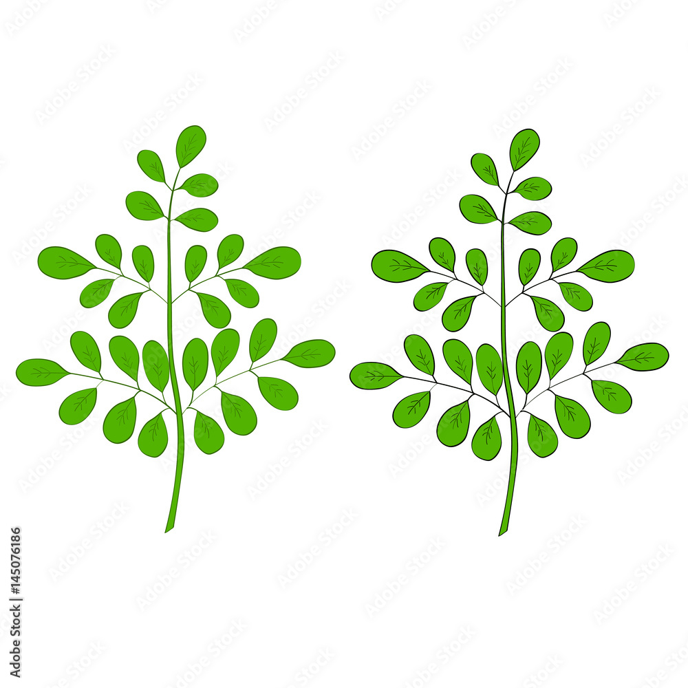 Moringa oleifera, medicinal plant. Hand drawn botanical sketch ...
