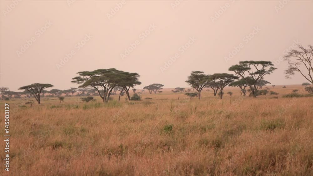 CLOSE UP, MOVING BACKWARD: Spectacular scenery of quiet misty African ...