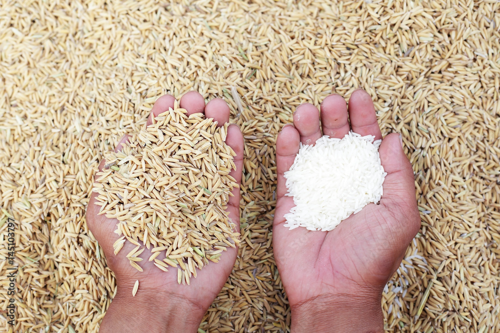 Rice Grain Wallpaper