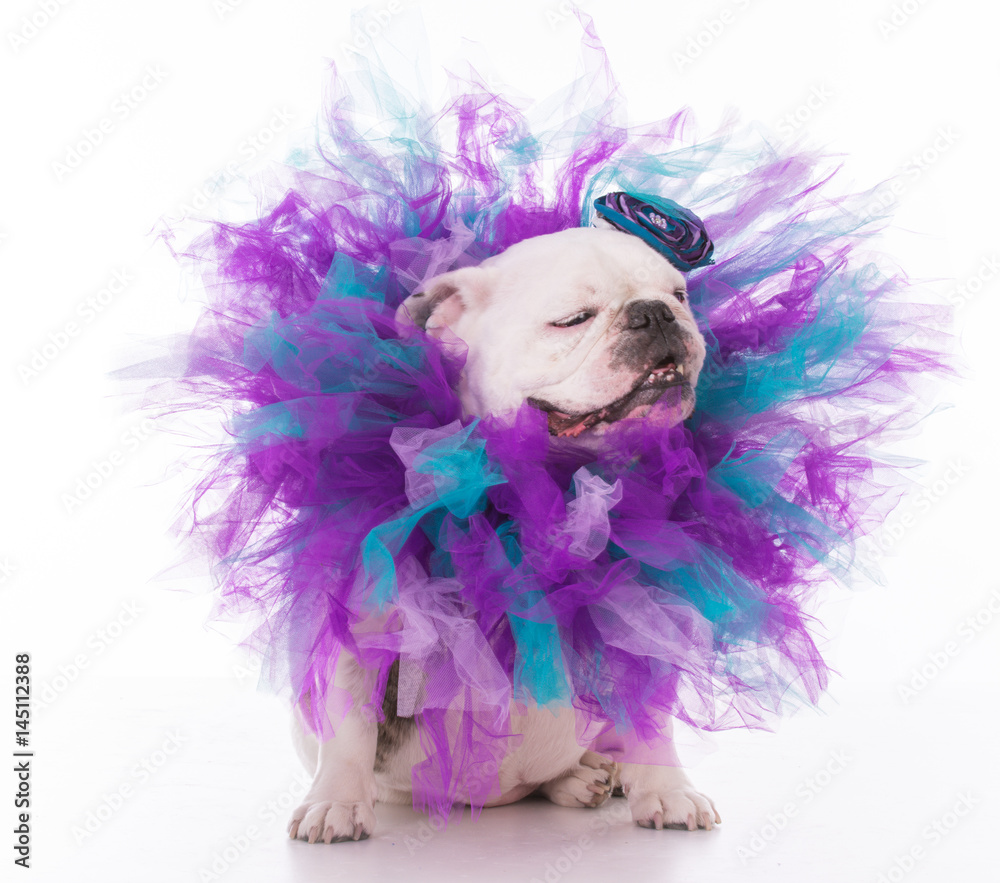 Female Bulldog Costumes