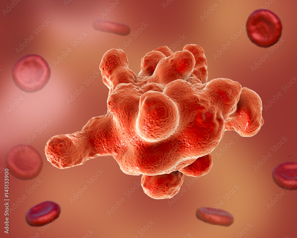 Entamoeba histolytica protozoan. Parasite which causes amoebic ...