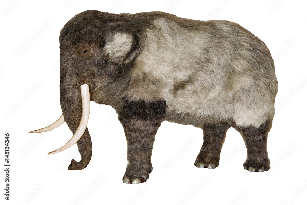 The layout of the stuffed extinct ancient animal, the ancestor of ...