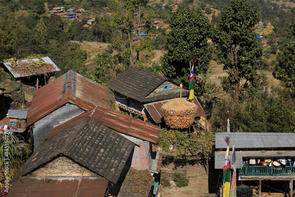 Corn on the cob stored in front of a farmhouse in Nepal. Scene near ...