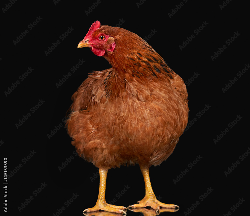 Chicken posing on black background isolated, one closeup animal Stock ...