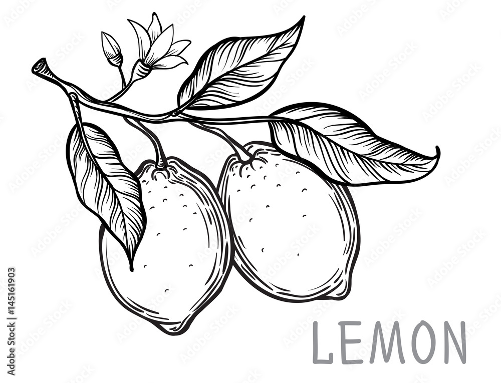 Vintage lemon tree sketch. Vector hand drawn illustration. Stock Vector ...