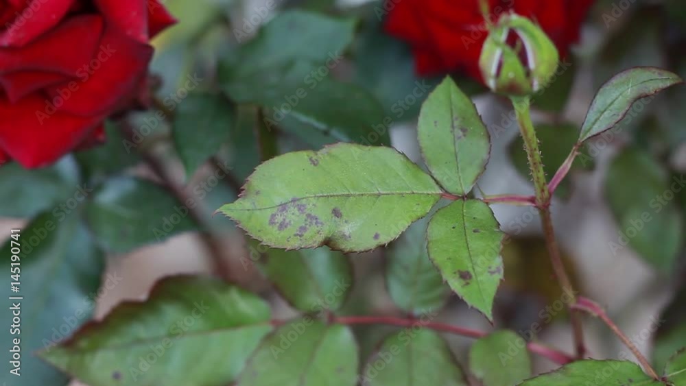 Rose Leaves Infected By Black Spot Disease. Black spot on roses is a ...