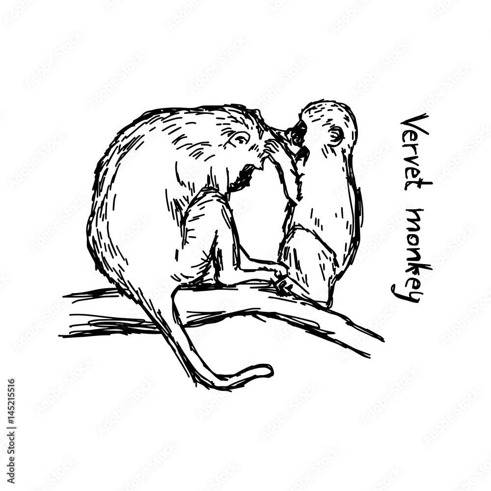 vervet monkey family - vector illustration sketch hand drawn with black ...