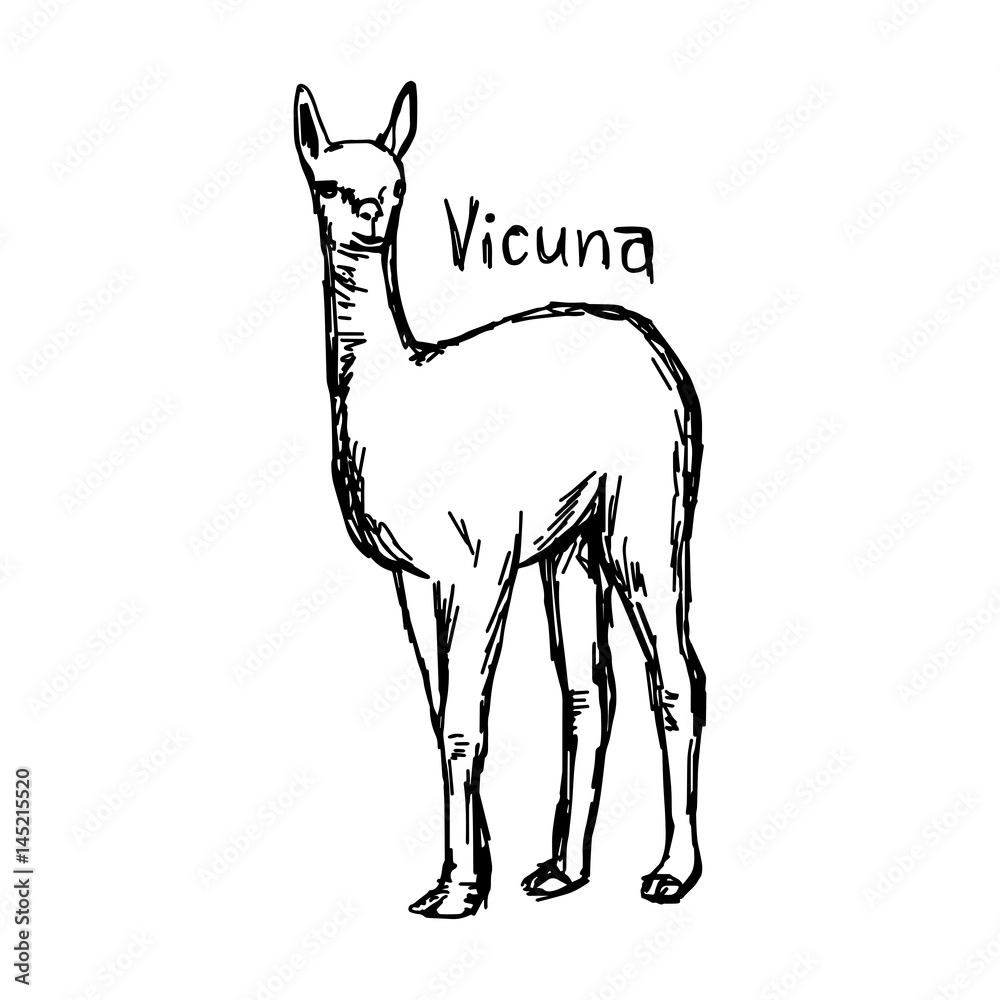 vicuna standing - vector illustration sketch hand drawn with black ...
