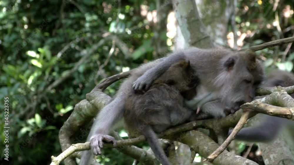 Monkey family comb fleas in the rainforest Stock Video | Adobe Stock