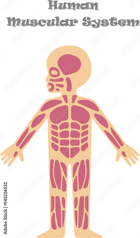 Human muscular system for kids Stock Vector | Adobe Stock
