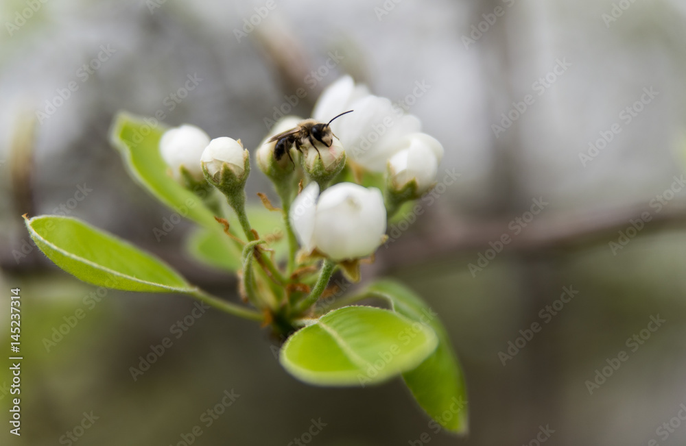Wasp sleeping on a flower Stock Photo | Adobe Stock