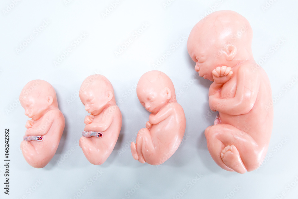 Development of Embryo model, fetus for classroom education. Stock Photo ...