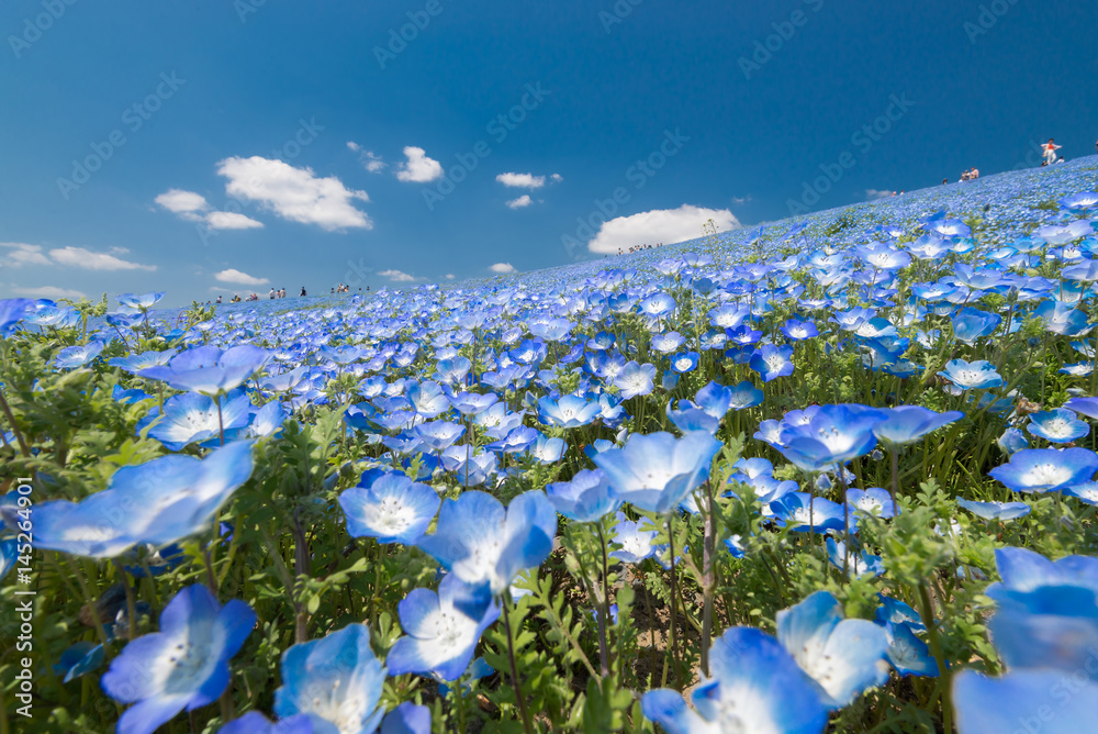 Blue flower field, Nemophila, flower field at Hitachi Seaside Park in ...