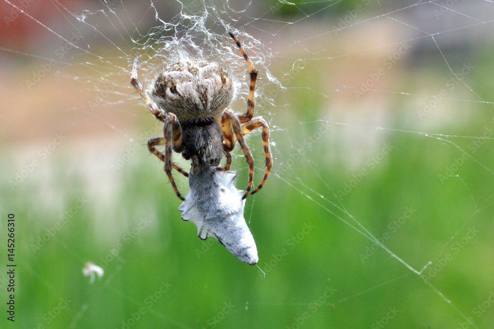 Spider eating prey in web. Spider eat a small insect Stock Photo ...