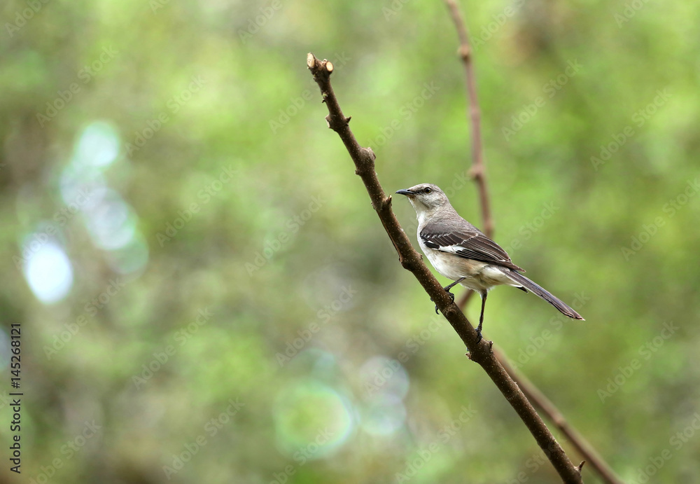 Northern mockingbird on the lookout for predators as his mate feeds the ...