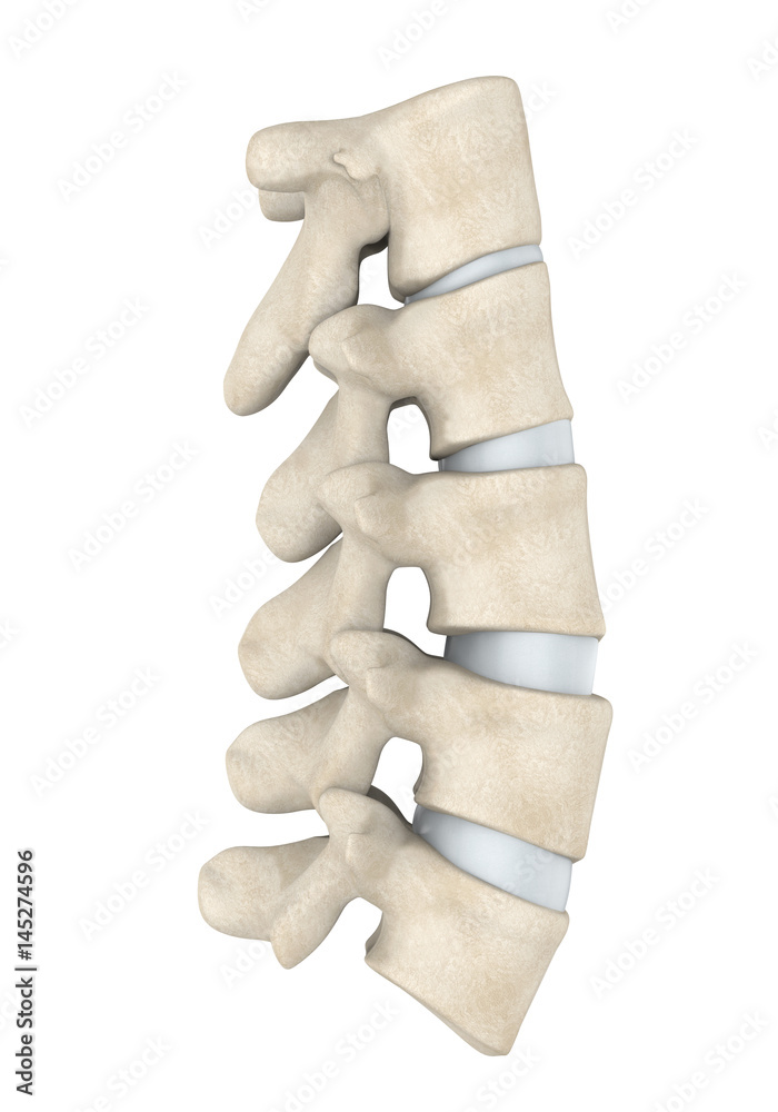 Human Lumbar Spine Anatomy Isolated Stock Illustration | Adobe Stock