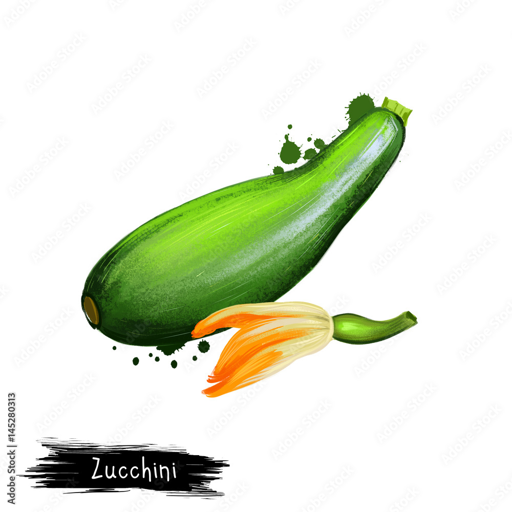 Zucchini Plant Clip Art