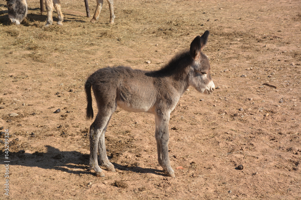 burro pequeño recién nacido Stock Photo | Adobe Stock