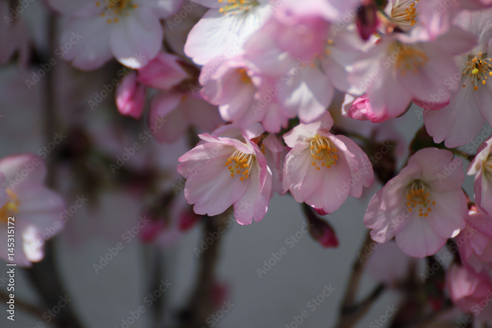 Cherry Blossom or Sakura flower on nature background Stock Photo ...