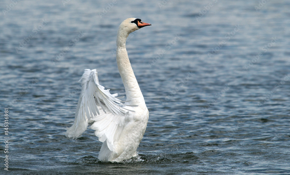 Angry wild swan splashing , mute swan spreads its wings on Danube river ...