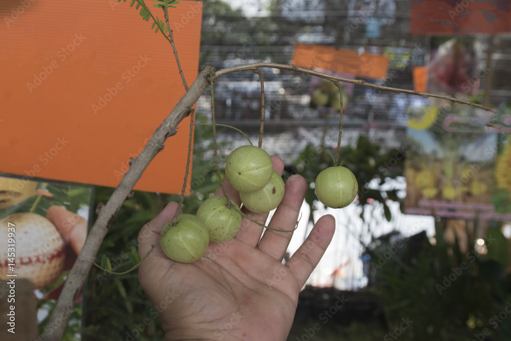 Emblic Myrabolan, Malacca Tree, Indian Gooseberry (PHYLLANTHUS EMBLICA ...