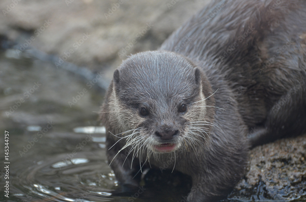 Surprised Otter