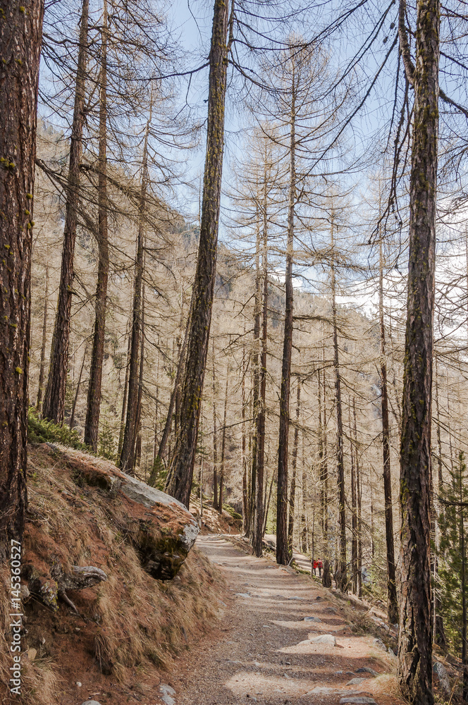Zermatt, Findeln, Findelbach, Wanderweg, Waldweg, Winkelmatten ...