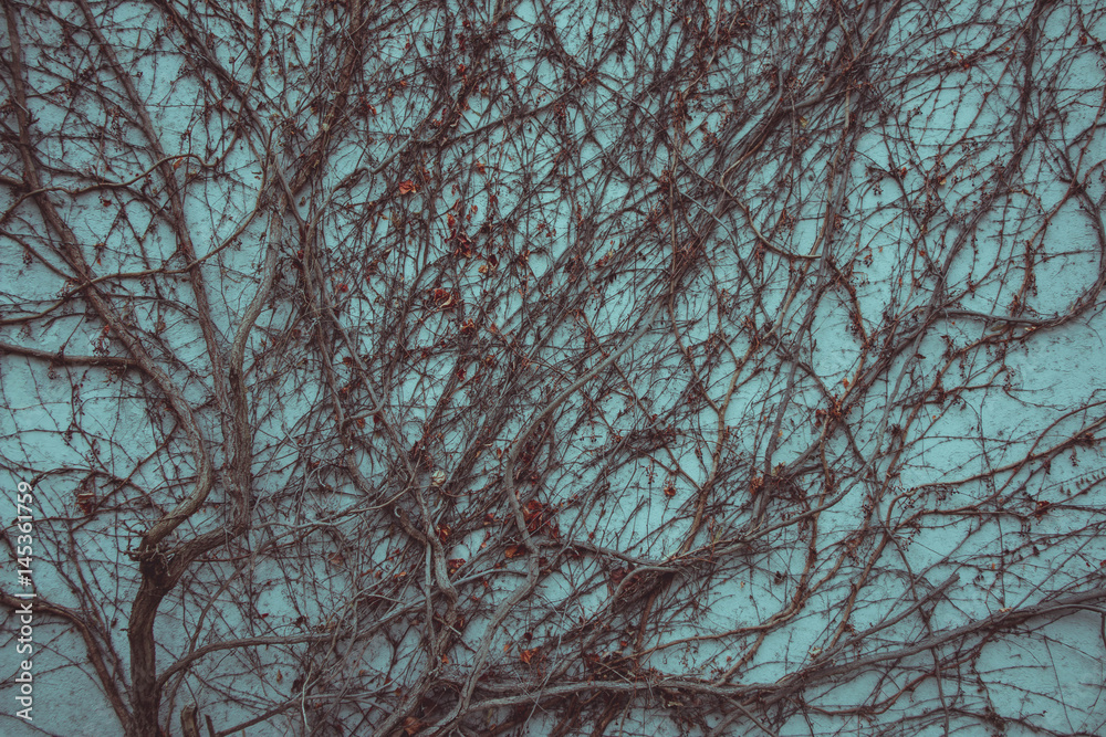 Old dry creeper branches of ivy climbing plant on a weathered stone ...