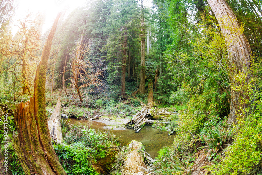 Water stream flowing through Redwood National Park Stock Photo | Adobe ...