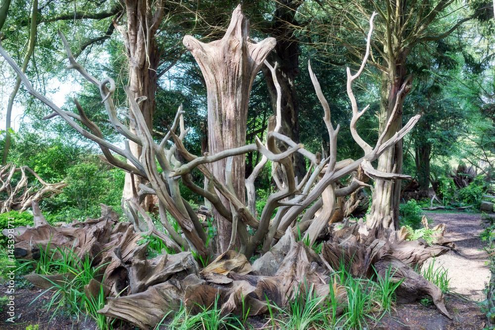 Upturned tree stump as part of a 'stumpery' in a formal English garden ...