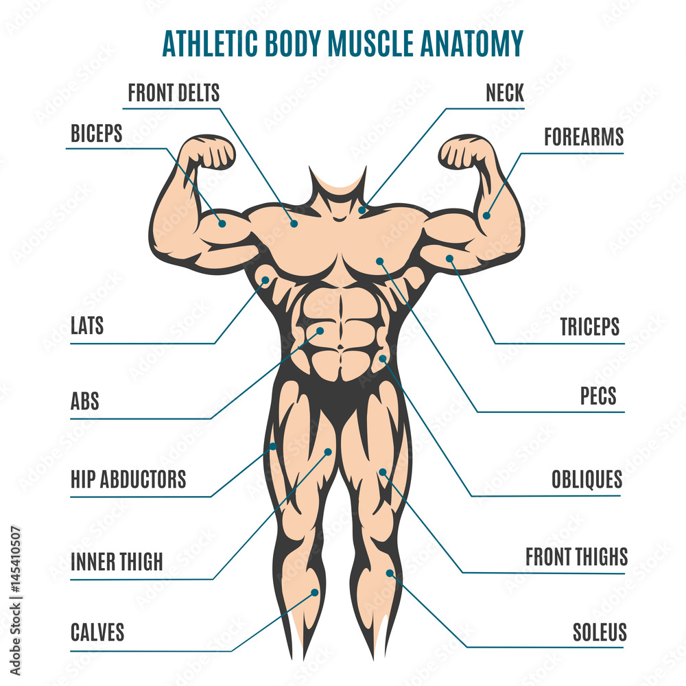 Athletic body man figure muscular anatomy. Vector illustration of human ...
