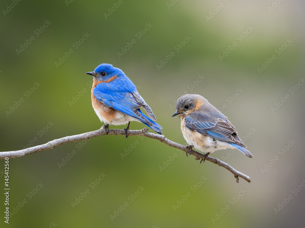 Eastern Bluebird Male And Female