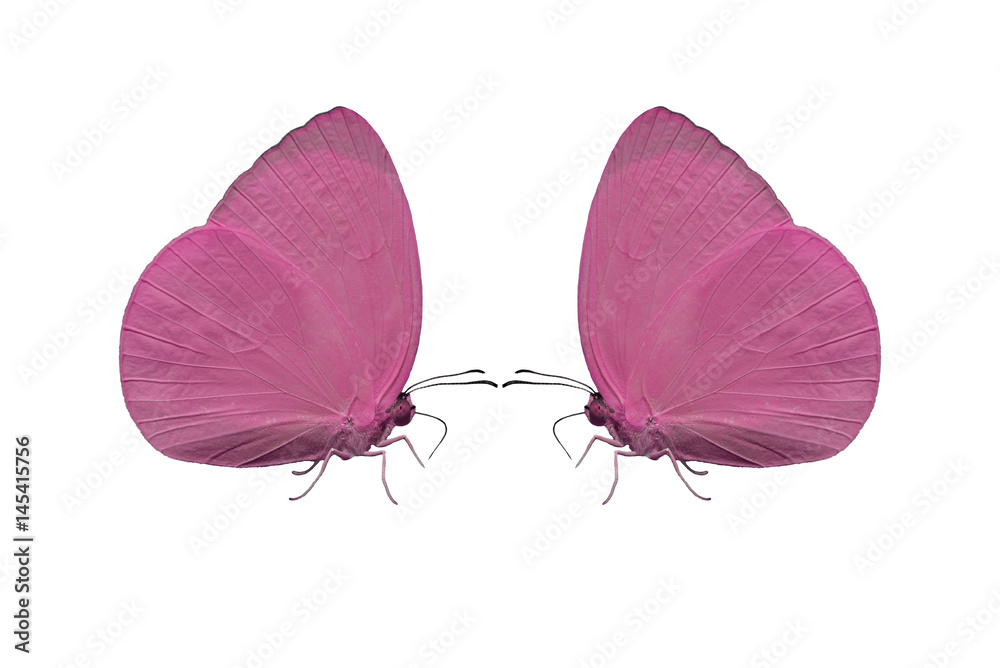 Pink butterfly isolated on white background Stock Photo | Adobe Stock