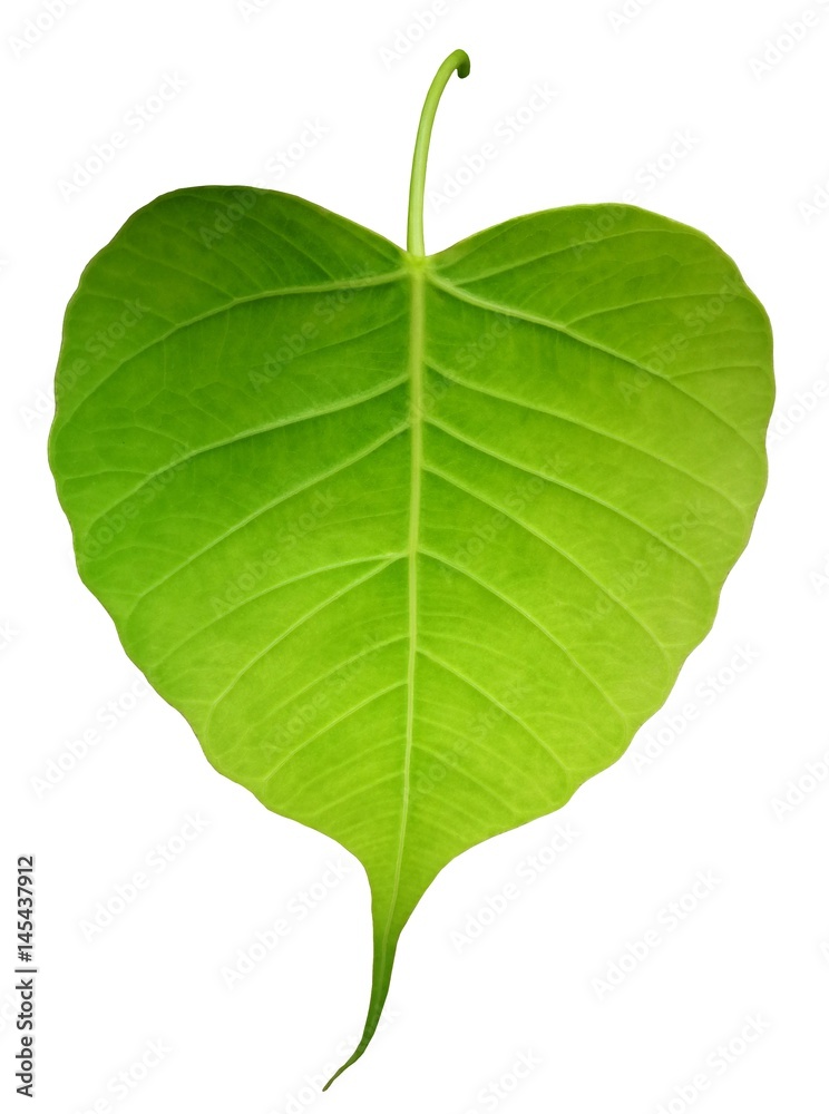 Green bothi leaf (Pho leaf, bo leaf) isolated on white background ...