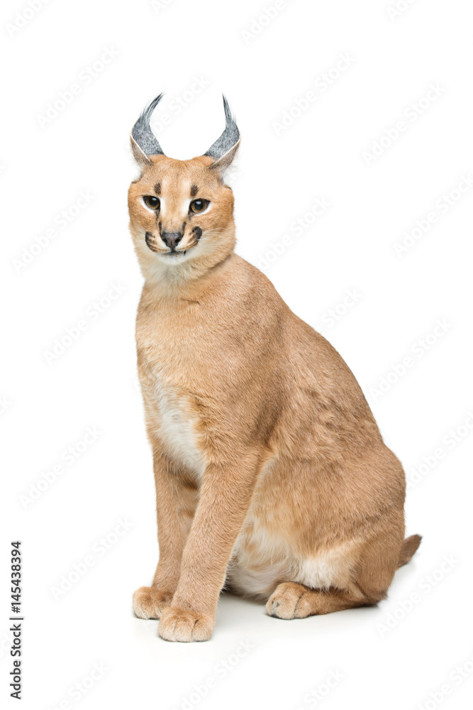 Poster Beautiful caracal lynx isolated on white – Wall Art | UkPosters
