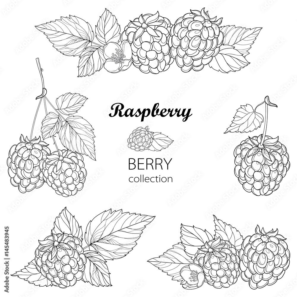 Vector set with outline Raspberry bunch, berry, flower and leaves in ...