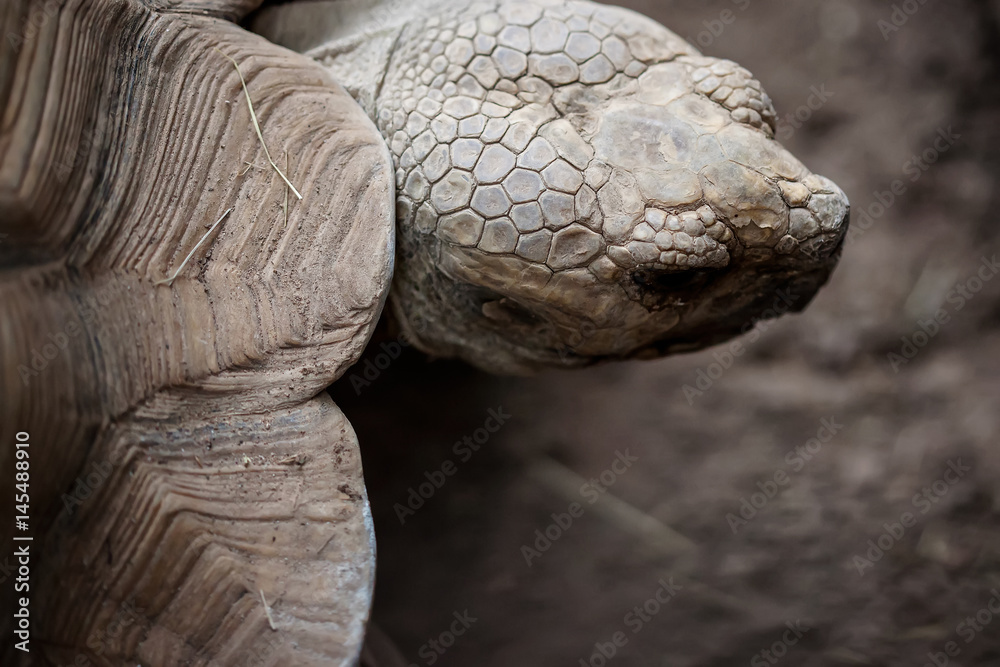Earth tortoise walking Stock Photo | Adobe Stock