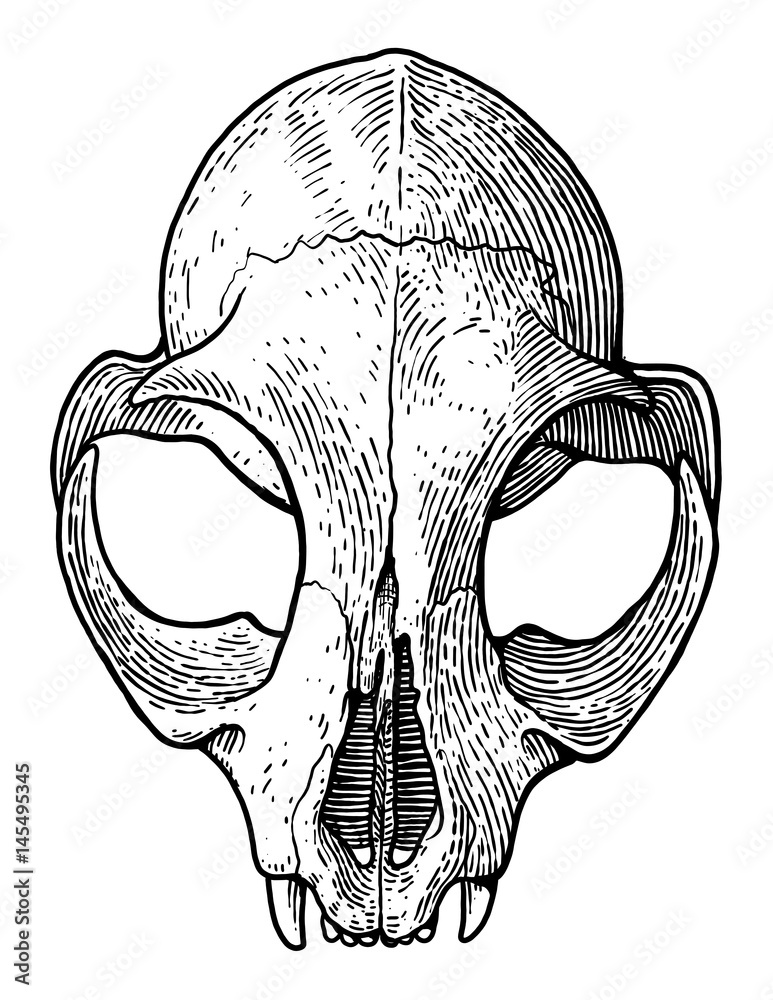 Cat skull illustration, drawing, engraving, ink, line art, vector Stock ...