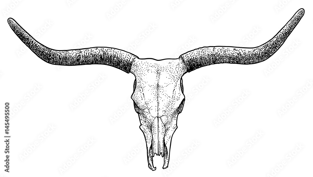Bull skull illustration, drawing, engraving, ink, line art, vector ...