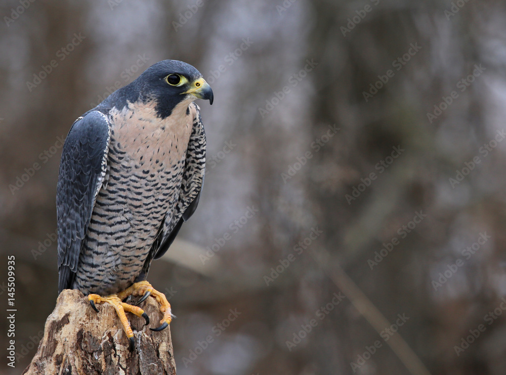 Peregrine Falcon Perched