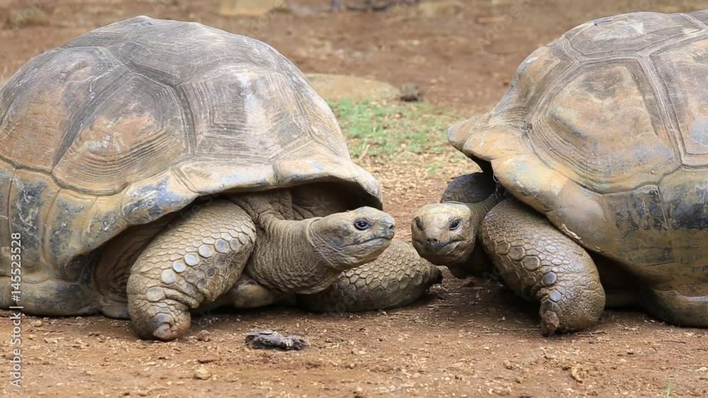 Giant turtles, dipsochelys gigantea in island Mauritius , Close up ...