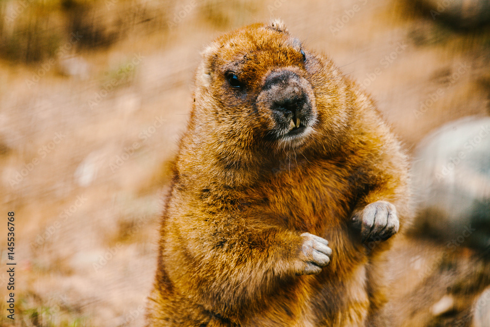 Fotka „Bober“ ze služby Stock | Adobe Stock