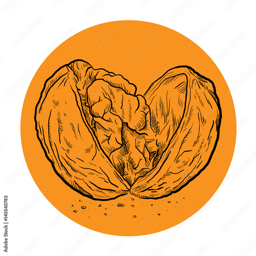 Cracked Open Walnut Sketch, a hand drawn vector illustration of a ...
