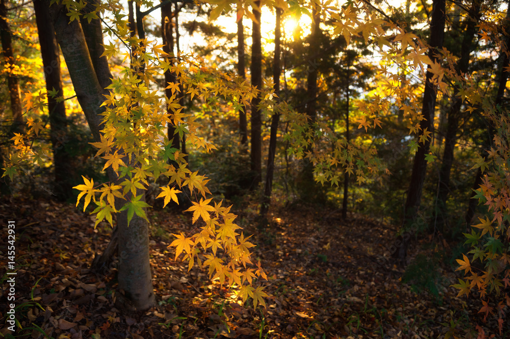 Maple forest Stock Photo | Adobe Stock