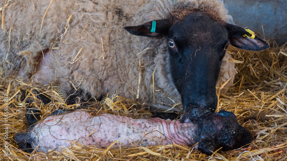 Sheep ewe licks her lamb after giving birth in order to claim it as her ...