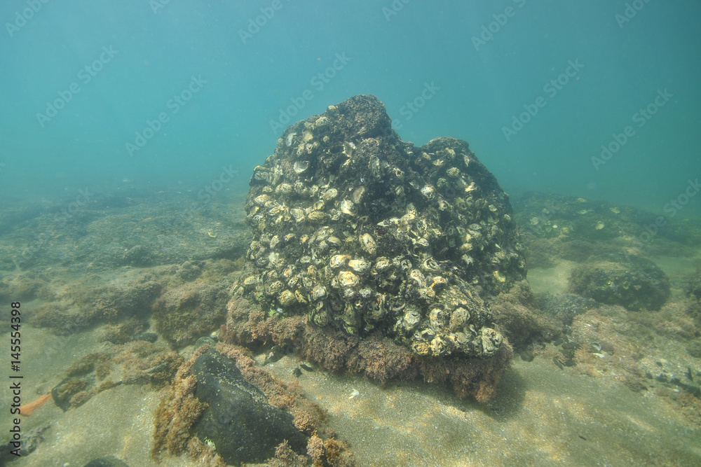 Dark volcanic rock covered with Pacific oyster shells on flat bottom in ...